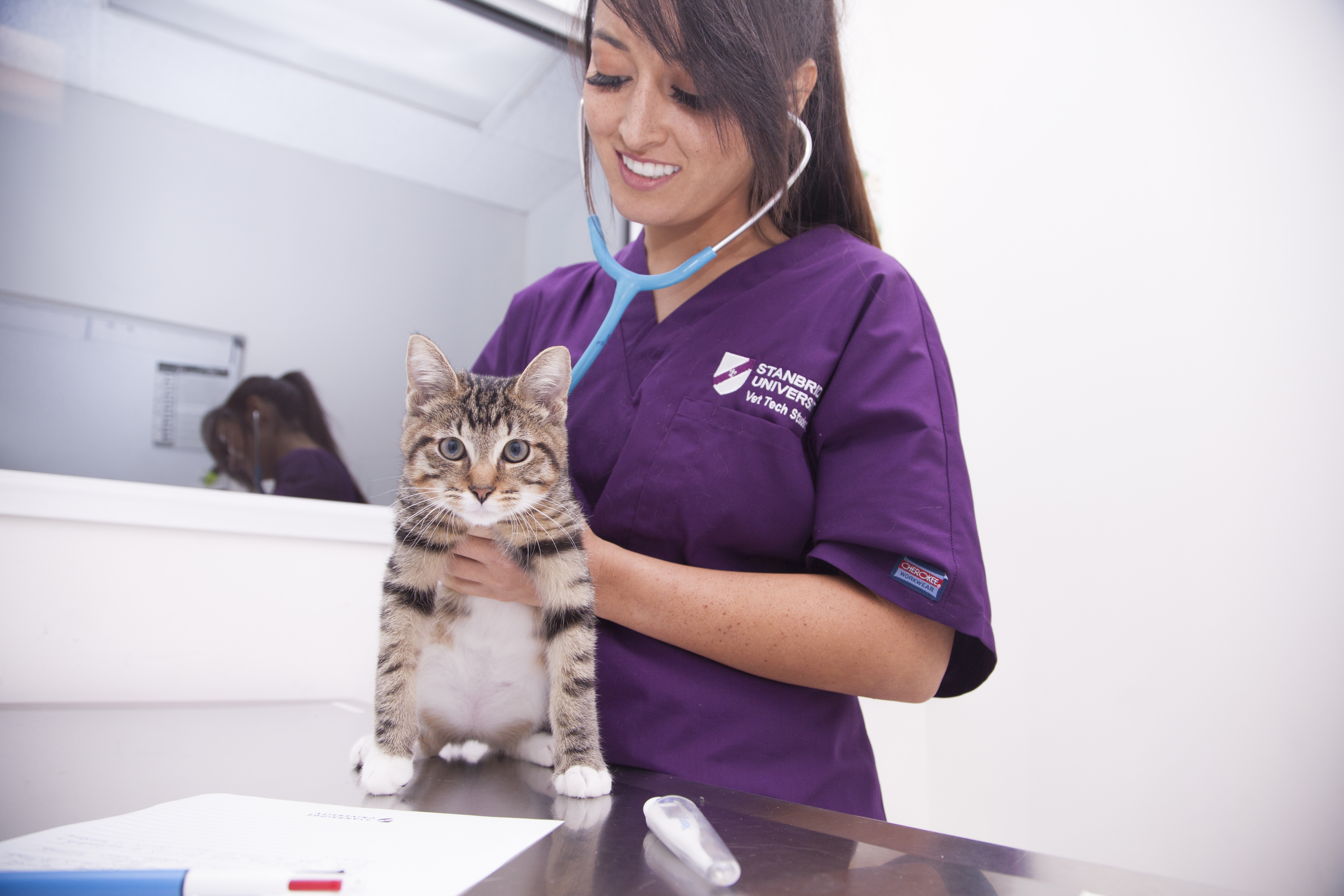 How Do You Become A Vet Tech Stanbridge University